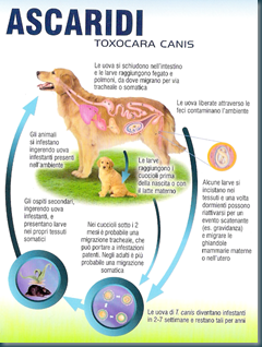 TGVET: Ascaridi: parassiti intestinali del cane
